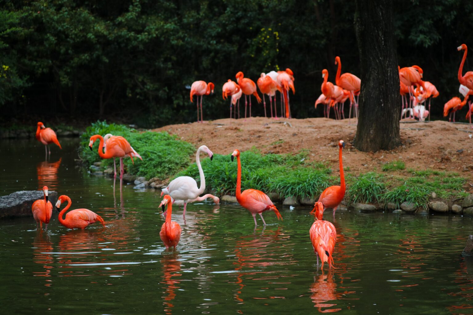 Shanghai Wild Animal Park