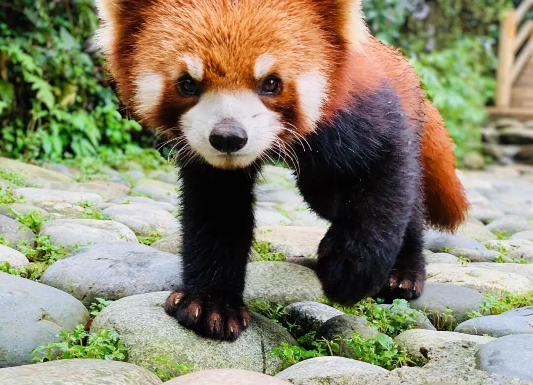 Guida alla base dei panda di Chengdu: Biglietti, tour e consigli per ...