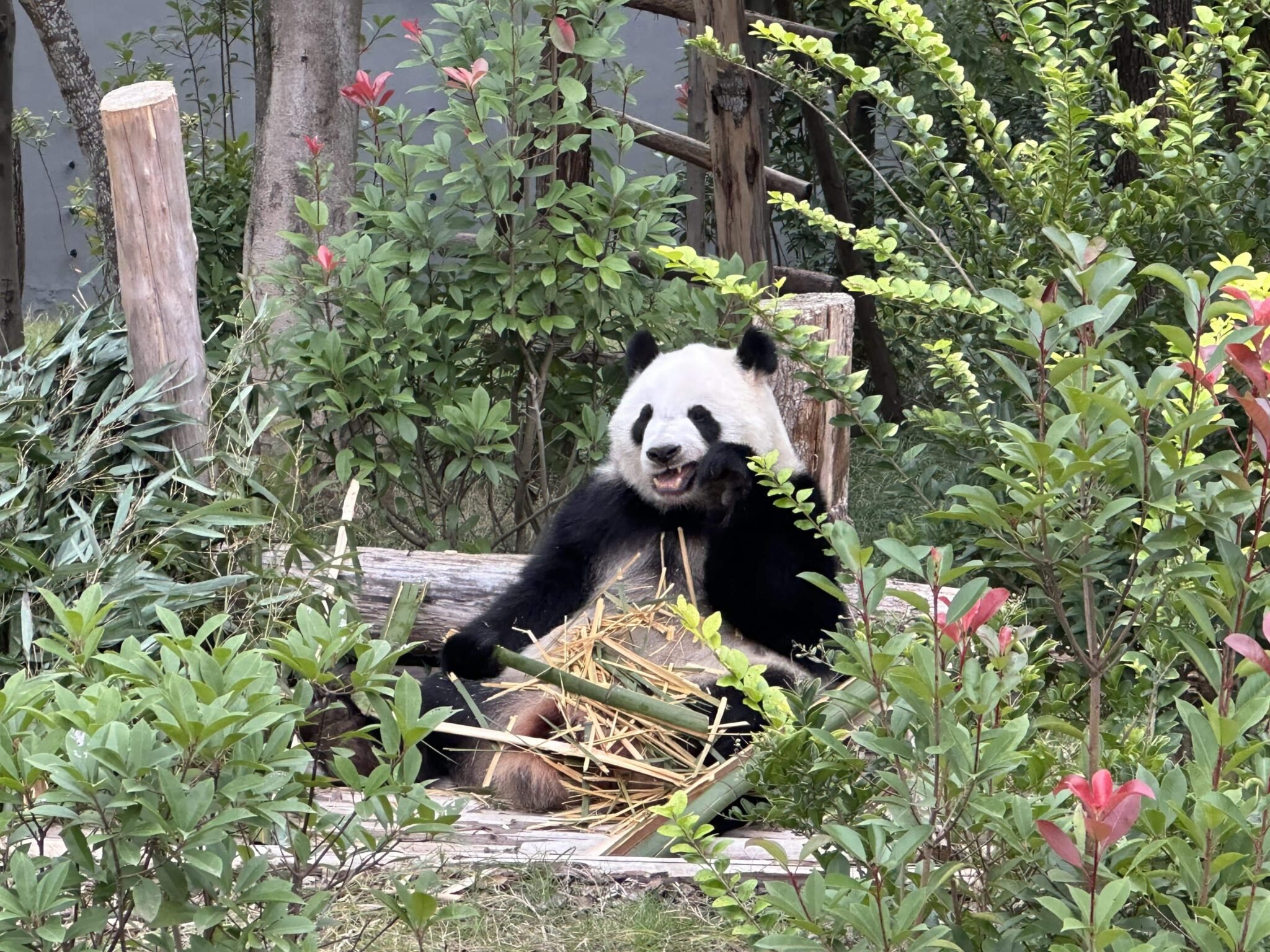Guia da Base do Panda de Chengdu: Bilhetes, excursões e dicas para ver ...
