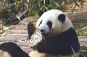 Chengdu Panda Base Guide: Tickets, Tours & Panda Viewing Tips
