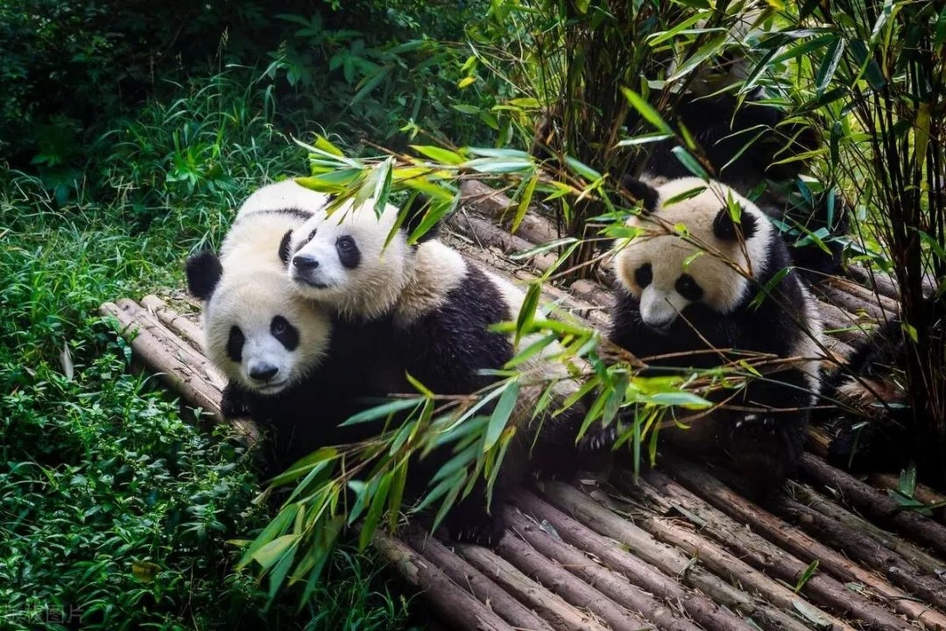 Chengdu Panda Base Führer: Tickets, Touren und Tipps zur Panda-Beobachtung
