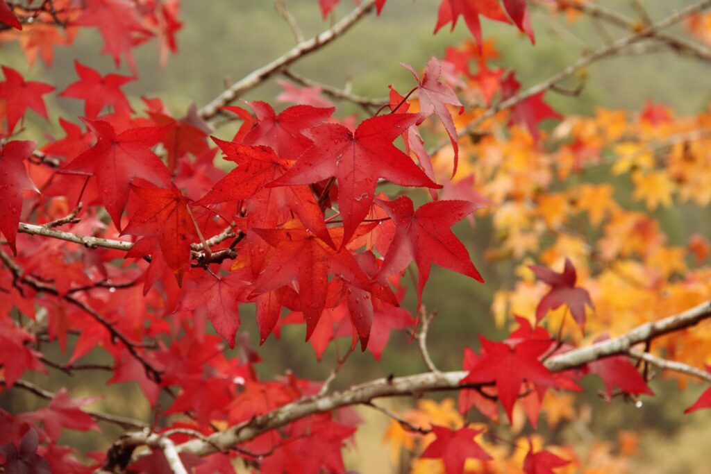 Beijing Climate Guide: Best Seasons to Visit & Packing Tips for All Weather