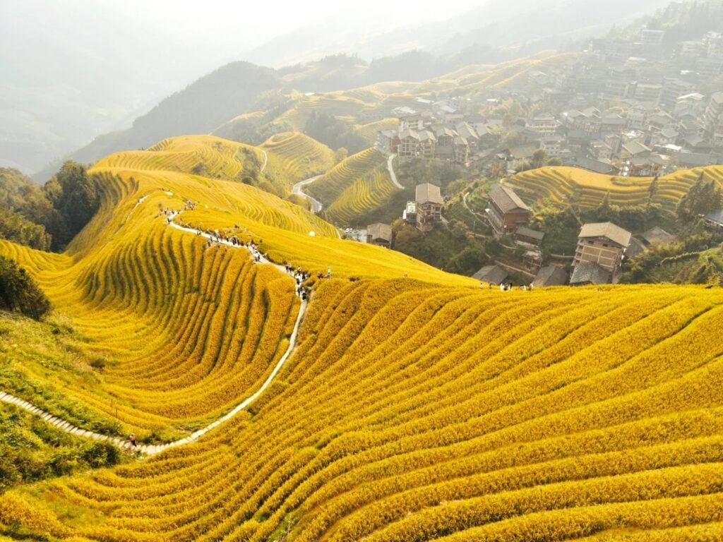 Longji Rice Terraces: Best Time, Tickets & Transportation from Guilin